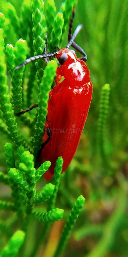 Insects on Evergreen Trees in the Dry Season Stock Photo - Image of ...