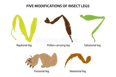Five Modifications Insect Legs Stock Illustrations – 1 Five ...