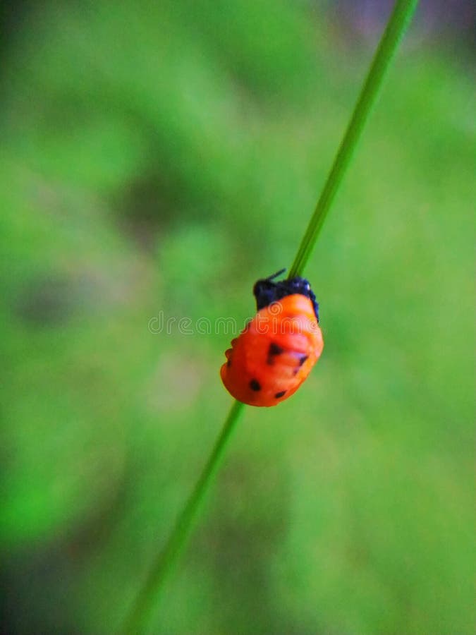 InsectsÂ stock photo. Image of class, insecta, arthropod - 96036288