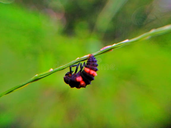 InsectsÂ stock photo. Image of arthropod, invertebrates - 96036384