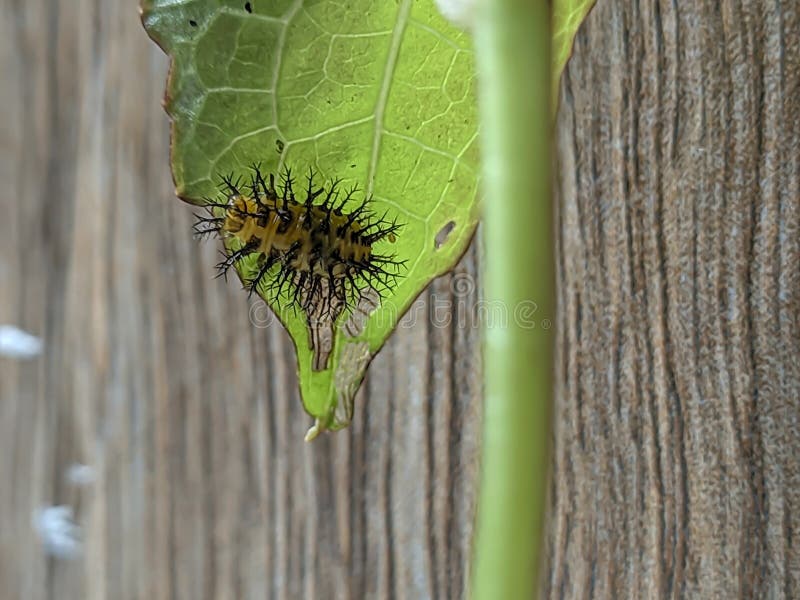 The Insects Feed on the Leaves, Clinging To the Leaves Stock Photo ...