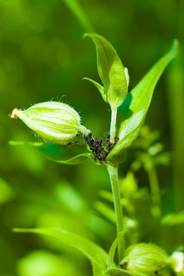 Insects feed on plant stock photo. Image of feed, insect - 72198300