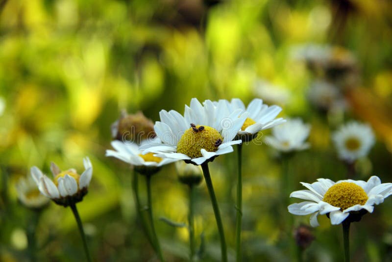 Spring Daisies and Bugs stock photo. Image of elegant - 315285382