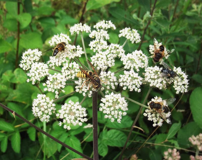 Insects feeding stock image. Image of flying, insects - 97850049
