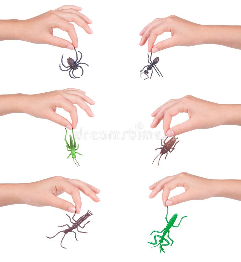 Insects in a Female Hand, Isolated Stock Image - Image of hand, insect ...
