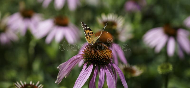 Insects Fertilizing the Plants Stock Image - Image of beauty, spring ...