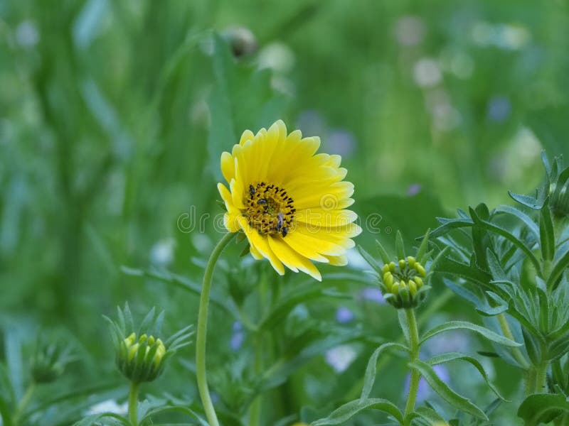 Insects Fetching Nectar from Flower Stock Image - Image of nature ...