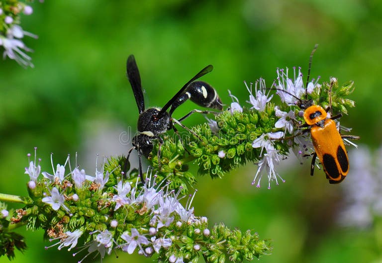 Insects on flower stock image. Image of plant, hymenoptera - 15996643