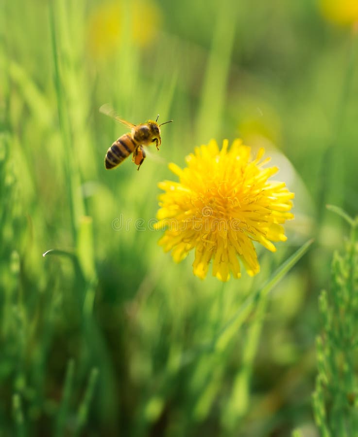 Insects on a flower stock photo. Image of blooming, field - 131752716