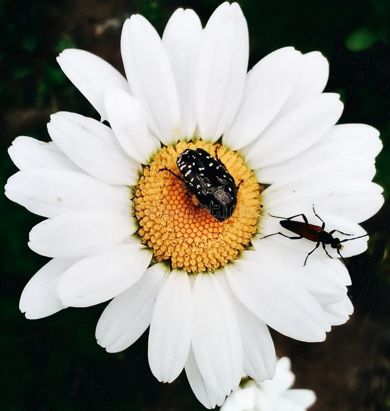 Insects on a flower stock photo. Image of insects, sitting - 83115530
