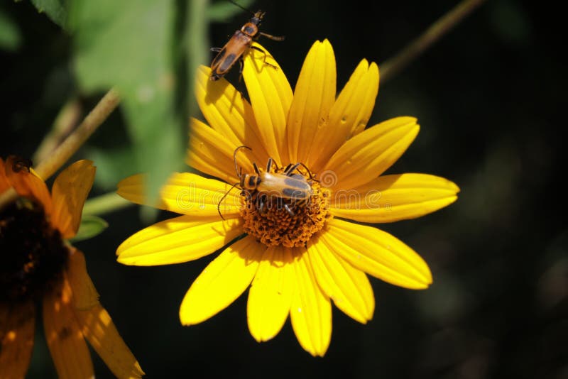 Insects and flowers stock photo. Image of insects, yellow - 168384410