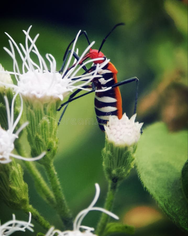 Insects and flowers stock image. Image of clear, enjoying - 234002717