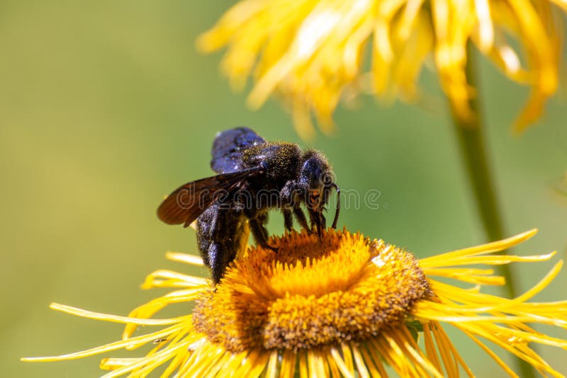 Insects on Flowers Pollinating Alpine Hiking Stock Photo - Image of ...