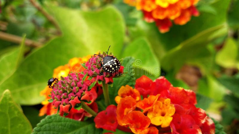 Insects in the Flowers during the Spring Stock Image - Image of spring ...