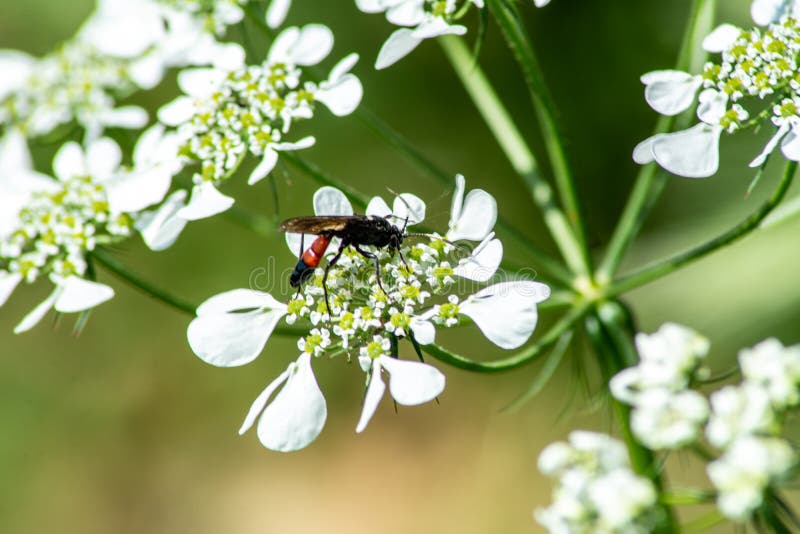 Insects on flowers stock photo. Image of development - 179042292