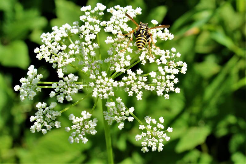 Insects on flowers stock image. Image of flowers, plant - 255507649