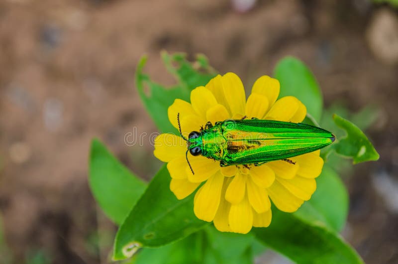 Insects on flowers stock image. Image of plant, protection - 56800871