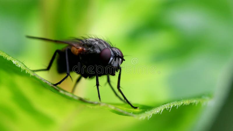 Insects - fly, flies stock video. Video of hair, grass - 185340417