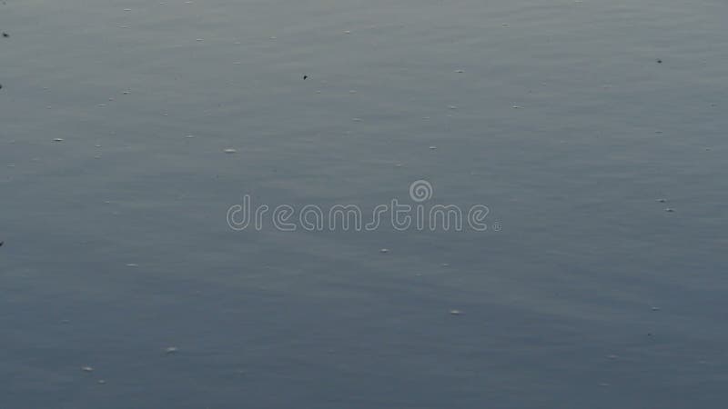Insects fly of the water stock video. Video of season - 190072631