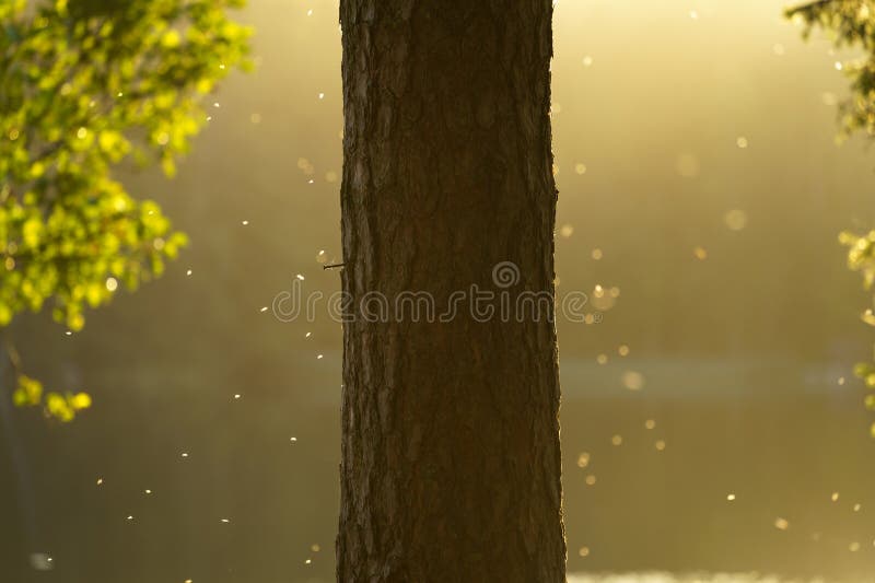 Insects Flying Around a Tree Trunk in Early Morning Light Stock Photo ...