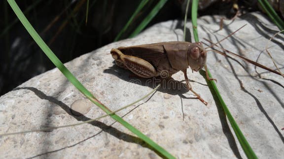 Insects stock image. Image of invertebrate, arthropod - 103162559