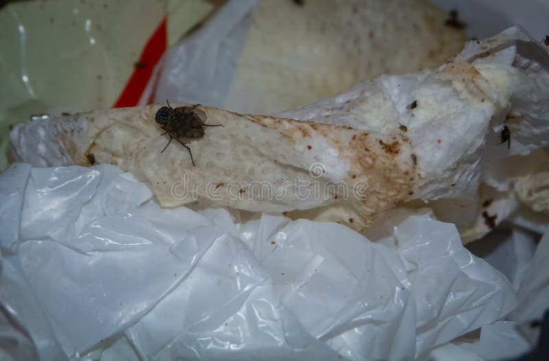 Insects in the garbage stock image. Image of invertebrate - 129701563