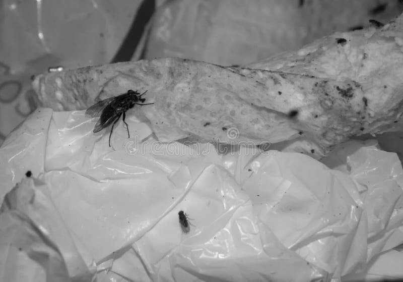 Insects in the garbage stock photo. Image of environment - 130039218