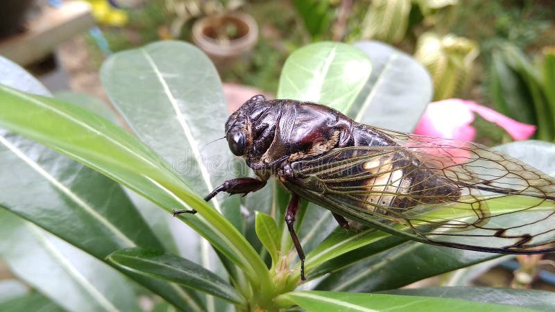 The Insects in the Garden are Very Beautiful Stock Image - Image of ...