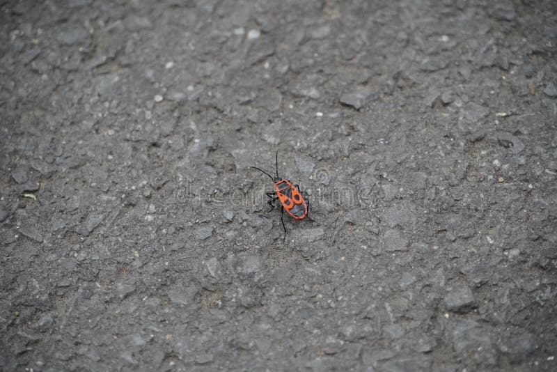 Pyrrhocoris Apterus a Beautiful Forest Insect. the Colorsof this Insect ...