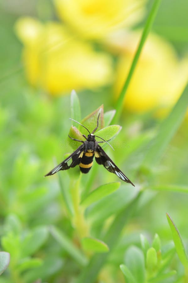 Insects on the Grass. they are Eating Leaves in the Grass Stock Photo ...