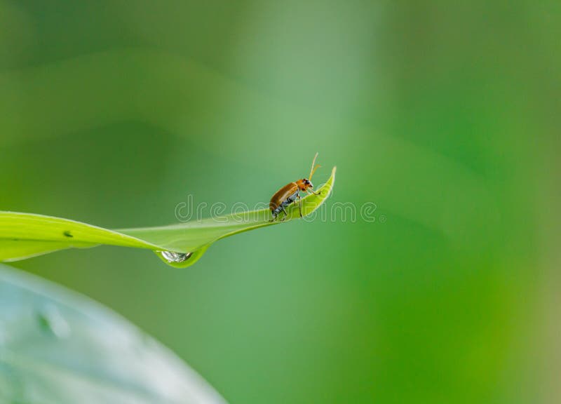 Insects on the Grass and Water Droplets. Stock Photo - Image of insect ...