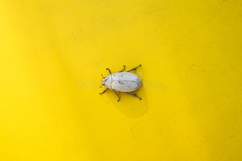 Insects stock photo. Image of yellow, wildlife, nature - 95199514