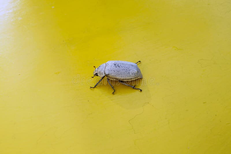 Insects stock photo. Image of yellowbackground, table - 95199608