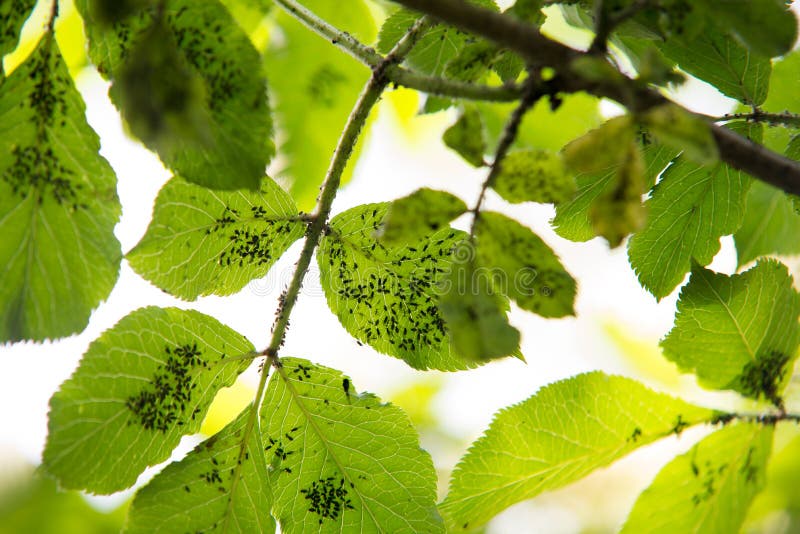 Insects on green leaf stock image. Image of infestation - 41539613