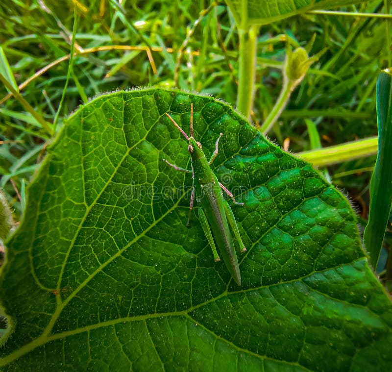 Insects Green Plants Nature Soil Stock Image - Image of soil, nature ...