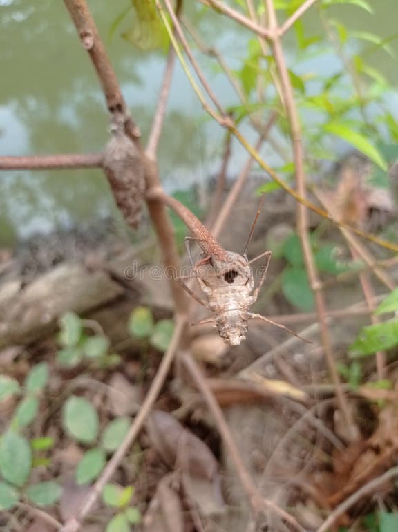Insects Hanging from Dry Branches Stock Photo - Image of branches ...