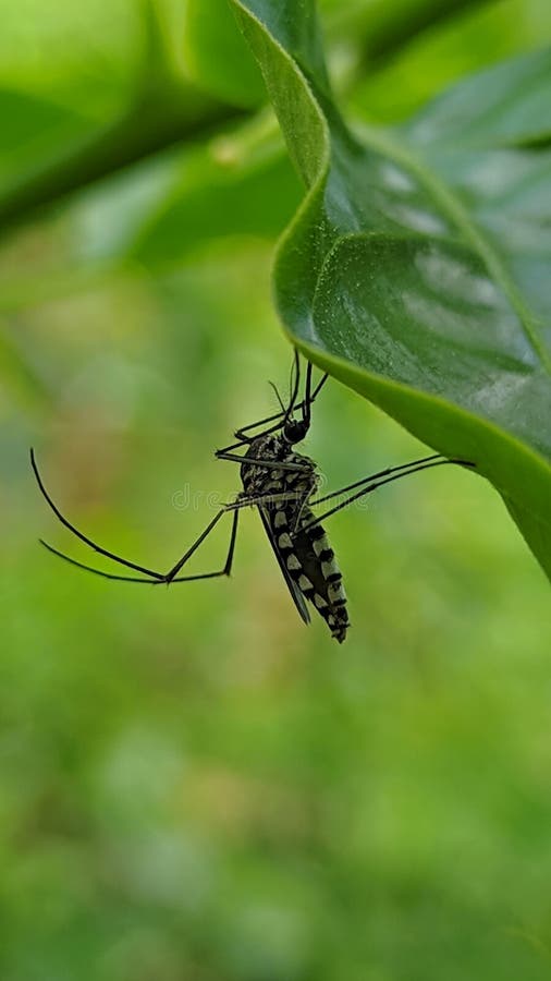 Insects hanging on leaves stock image. Image of animal - 266783031
