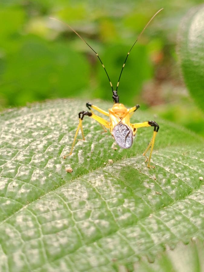 Insects that Have Beautiful and Attractive Colors Stock Photo - Image ...