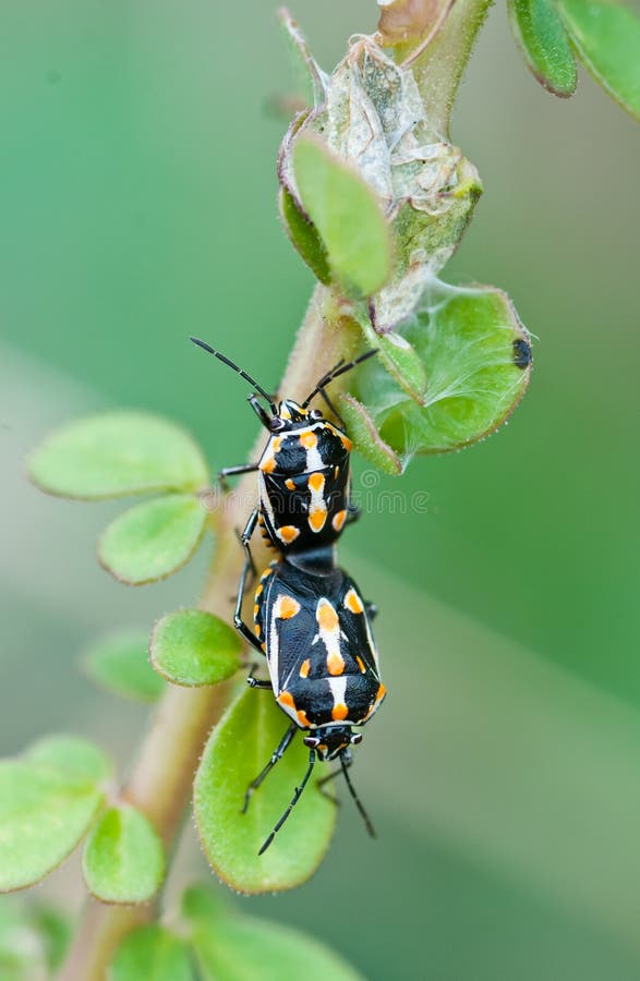 Sex Insects Stock Image Image Of Relationsheep Branch 23469921