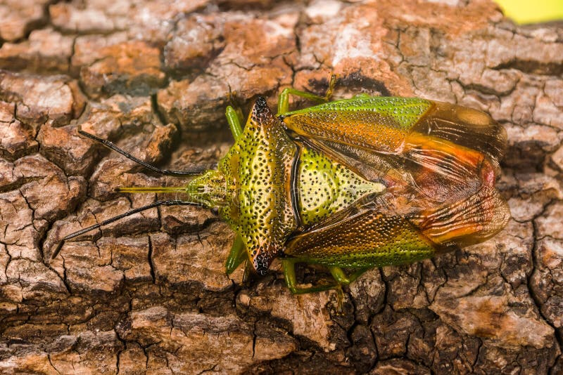 The Hawthorn Shieldbug, Acanthosoma Haemorrhoidale Stock Photo - Image ...
