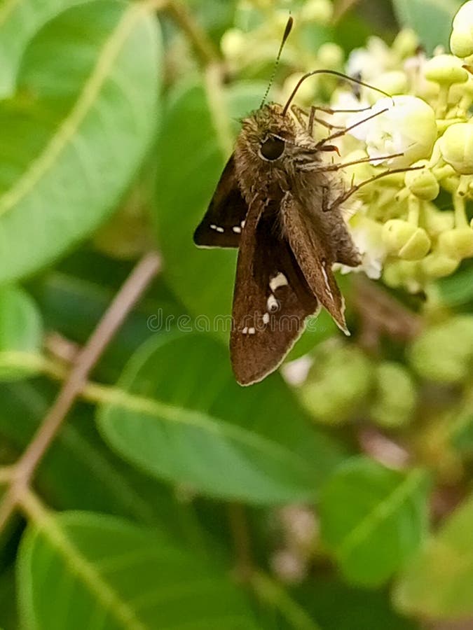 Insects Help the Pollination Process of Longan Flowers. Stock Image ...