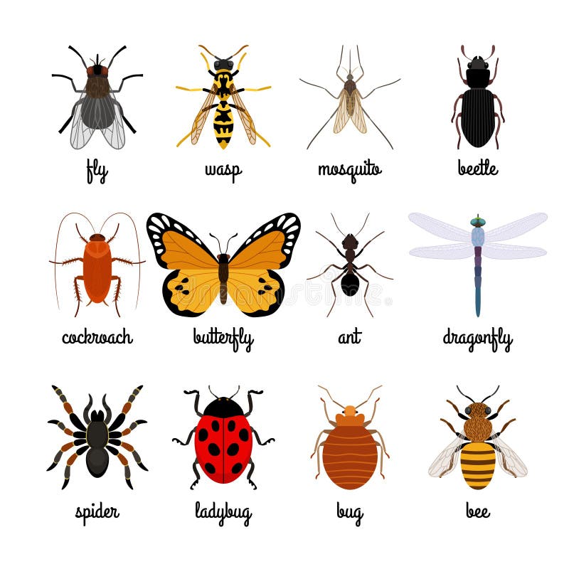 Insects icons stock vector. Illustration of flea, sign - 58735744