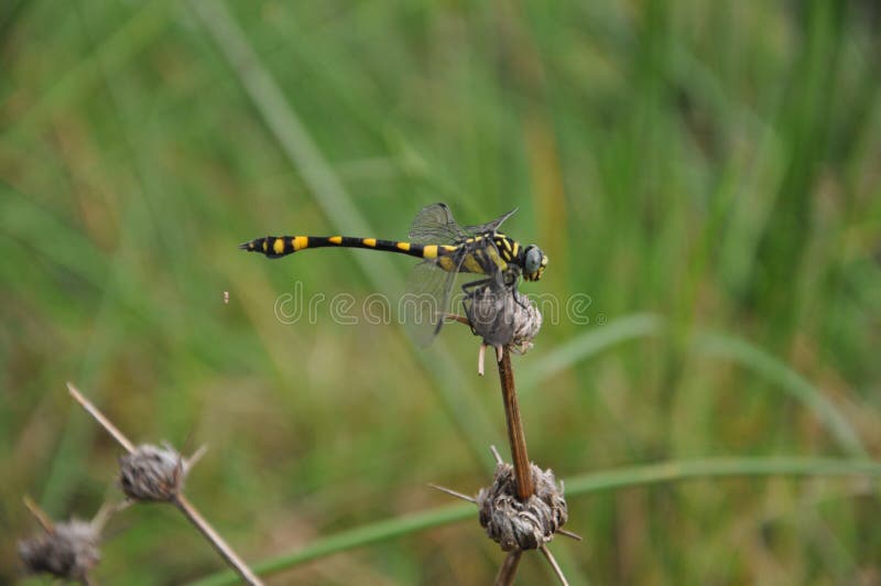 Insects of india stock image. Image of insects, shape - 191749395