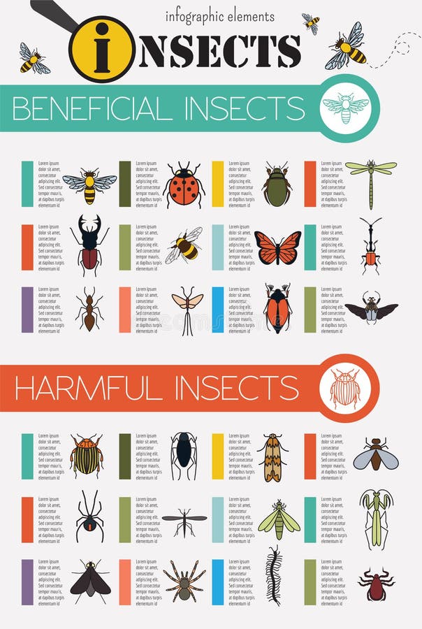 Insects Infographic Template Stock Vector - Illustration of goliath ...