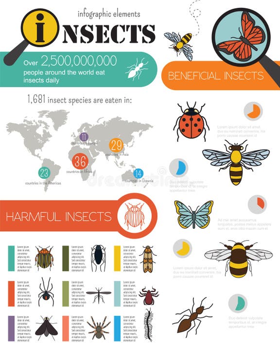 Insects Infographic Template Stock Vector - Illustration of mayfly ...