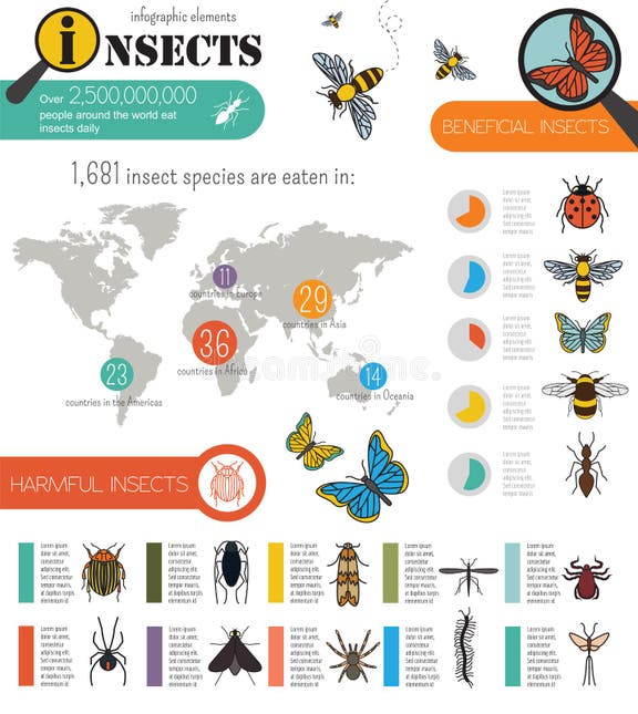 Insects Infographic Template Stock Vector - Illustration of midge ...