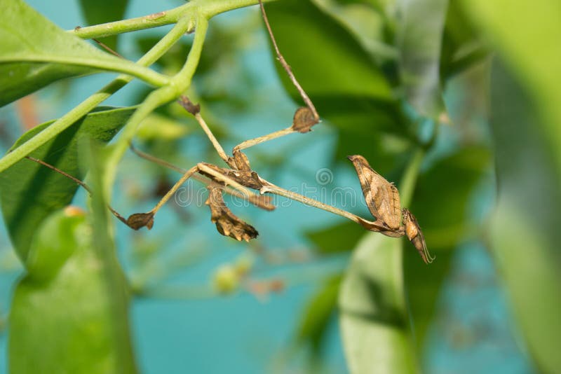 Insects stock photo. Image of earth, macro, nature, plant - 77047400