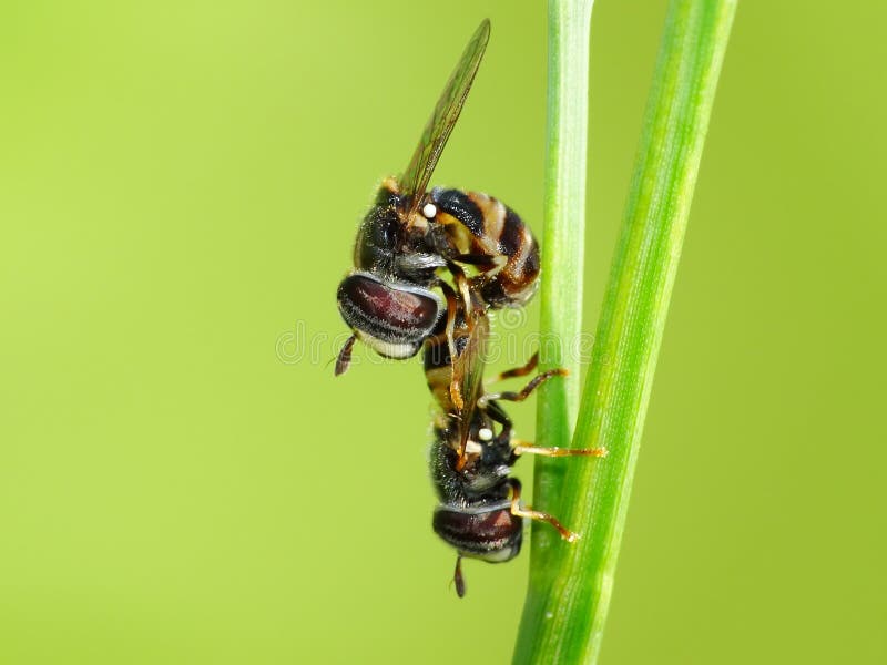 Insect Activity in daily Life Stock Image - Image of face, eyes: 181189365