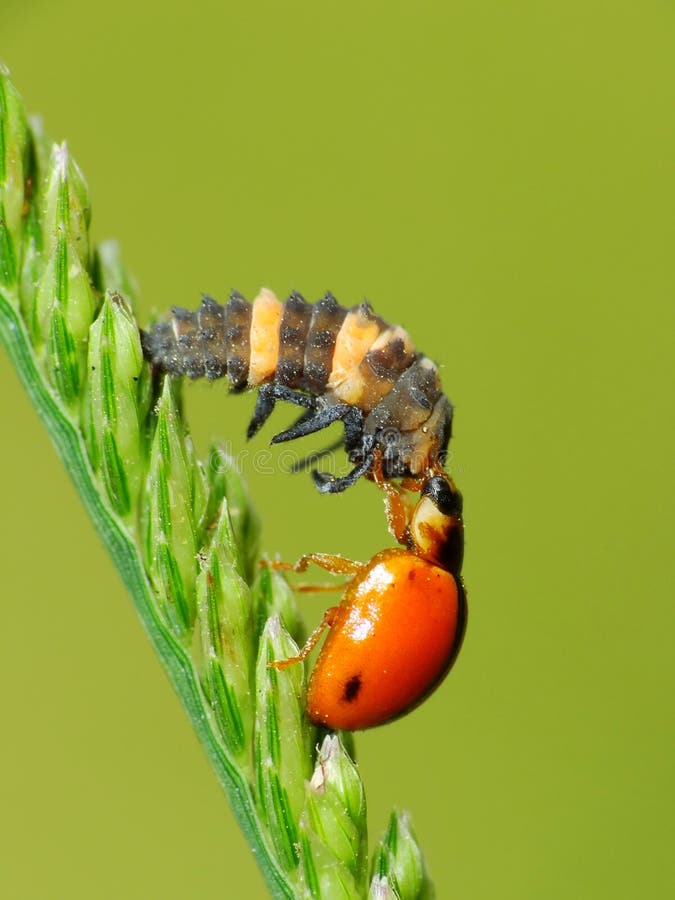 Insect Activity in daily Life Stock Image - Image of insects, flight ...