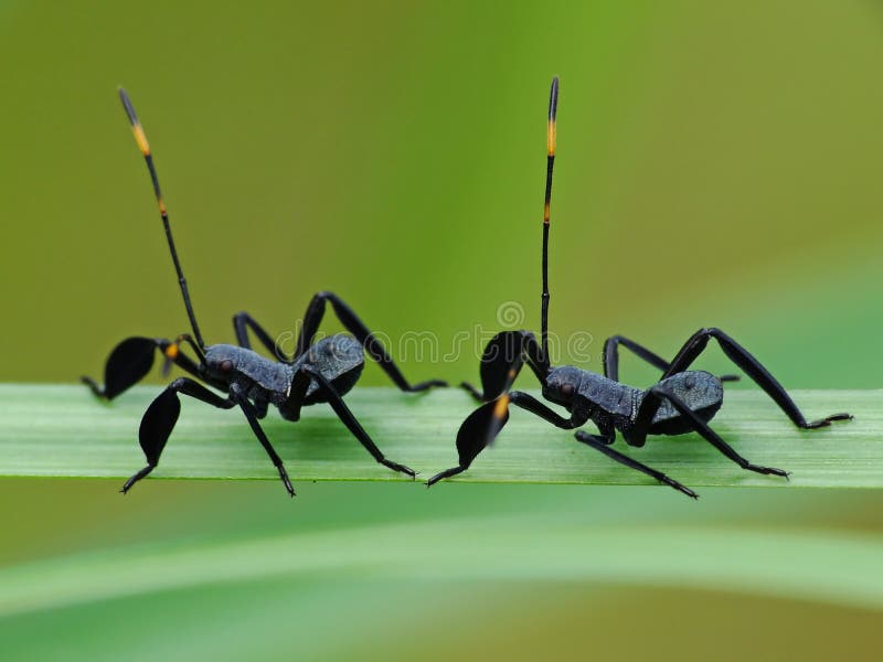 Insect Activity in daily Life Stock Image - Image of close, beautiful ...
